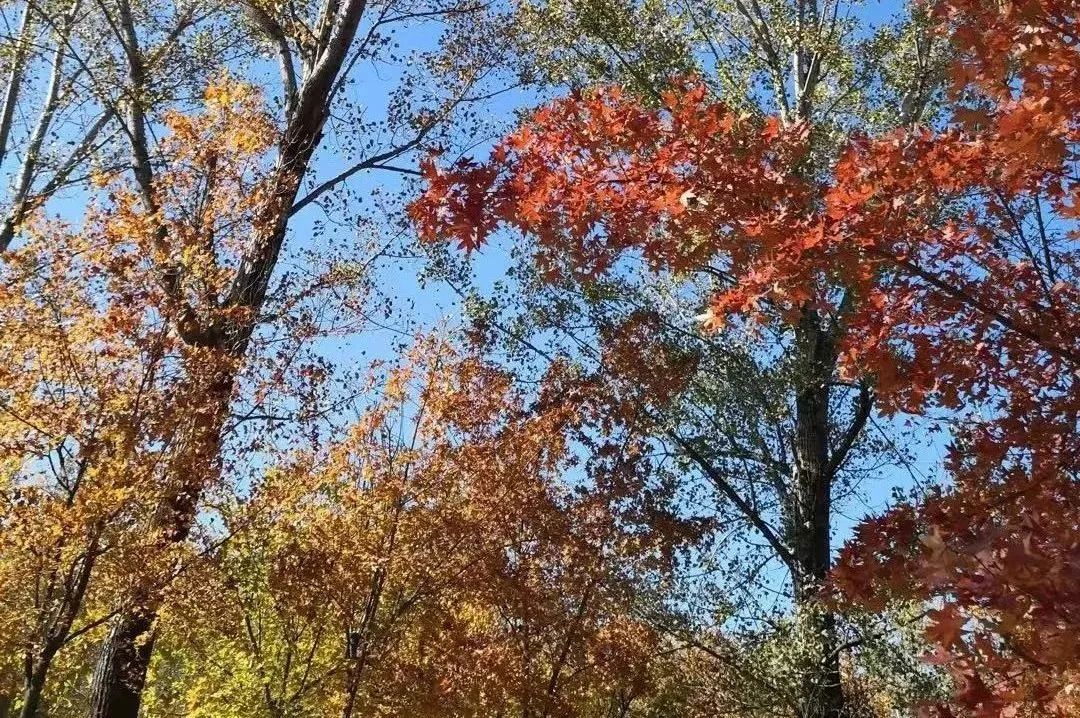 Red leaves in forest parks | Gongqing Binhe Forest Park