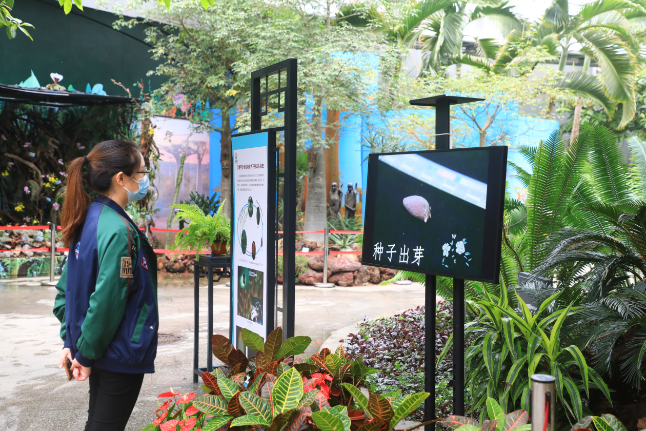 National Botanical Garden hosts a full life cycle exhibition of giant taro