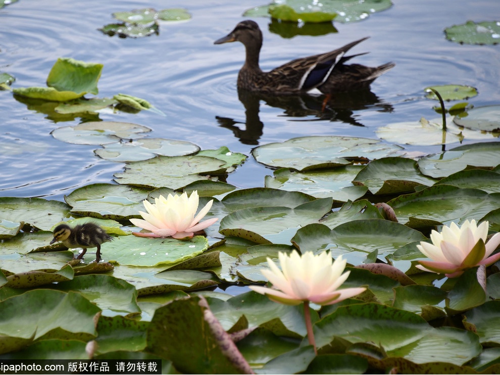 Water lilies bloom in this park in Beijing! Like “flower sea on the water”!
