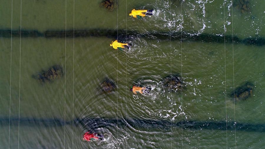 Workers harvest sea cucumbers in N China's Hebei