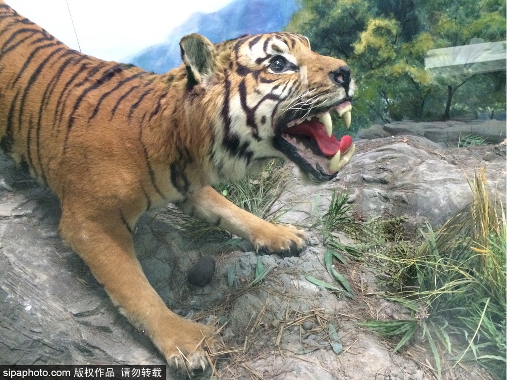 Beijing Museum of Nature History -"Blessings of the Tiger" Exhibition