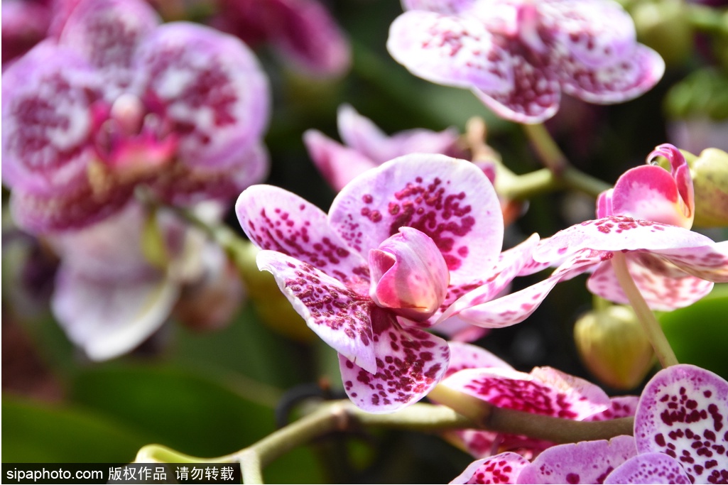 Orchid Show in Beijing Botanical Garden Attracts Visitors