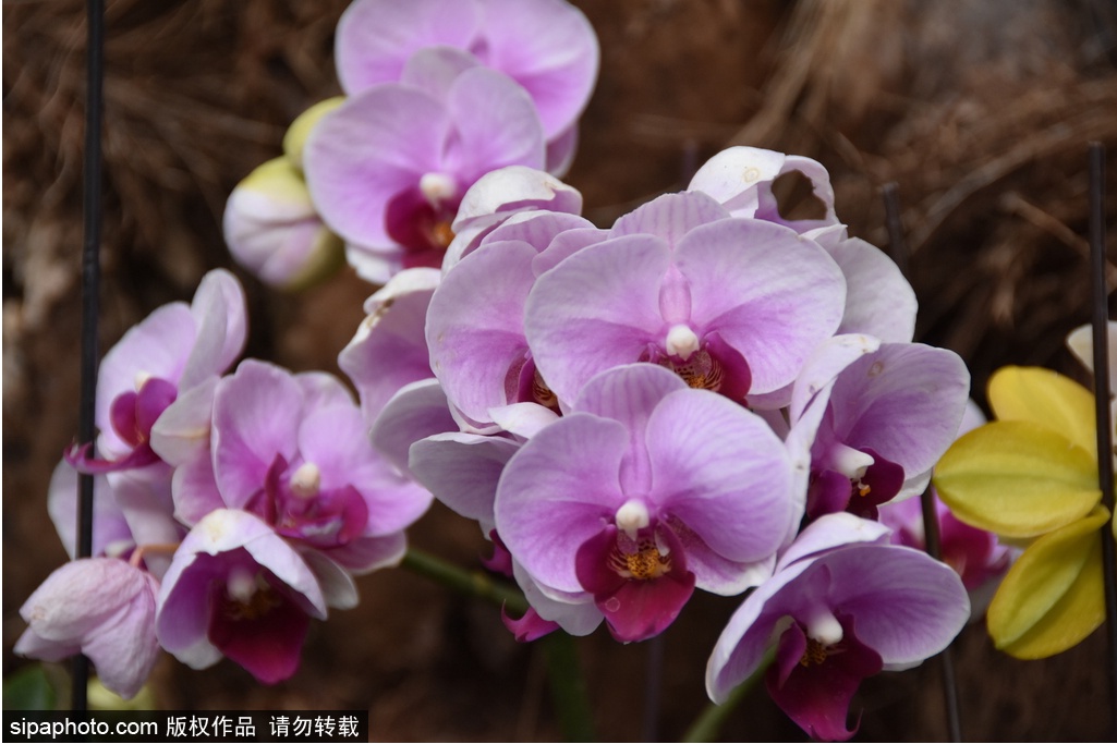 Orchid Show in Beijing Botanical Garden Attracts Visitors