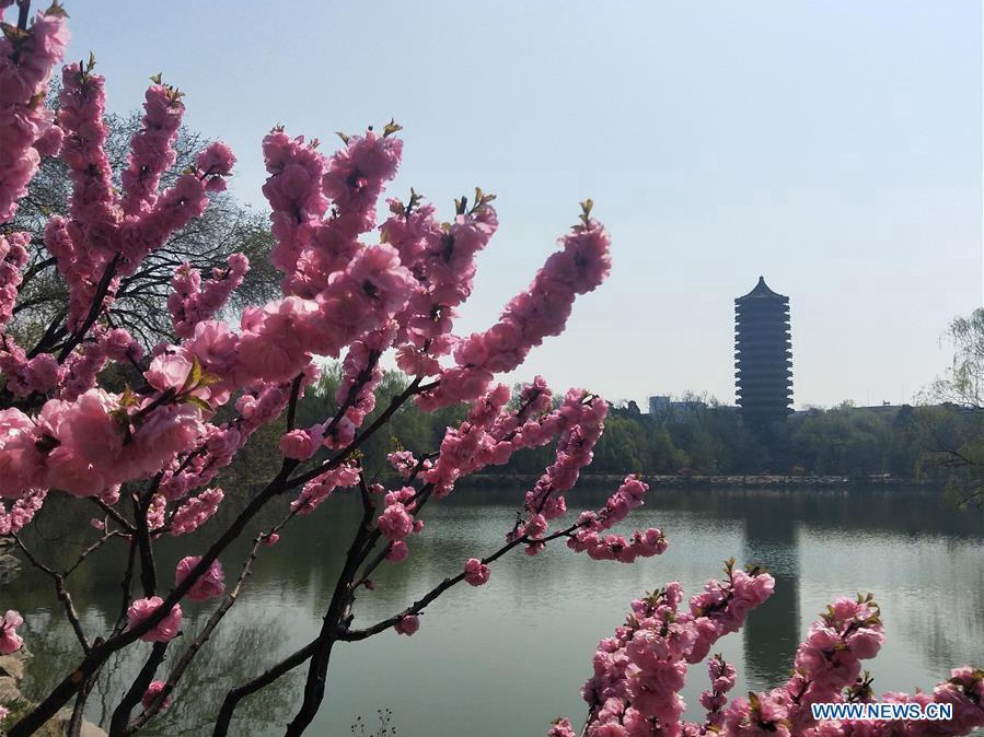 Spring scenery in Peking University in Beijing