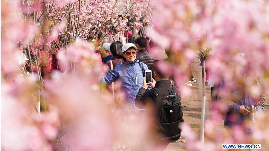31st cherry blossom cultural event kicks off in Yuyuantan Park in Beijing