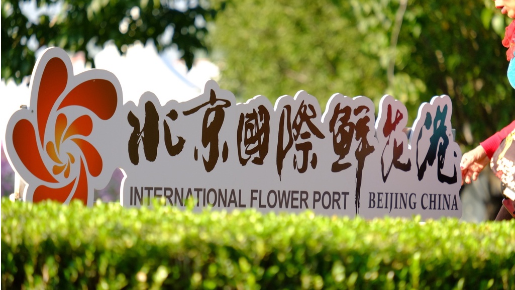 Chrysanthemum Flowers Dazzle Visitors at International Flower Port