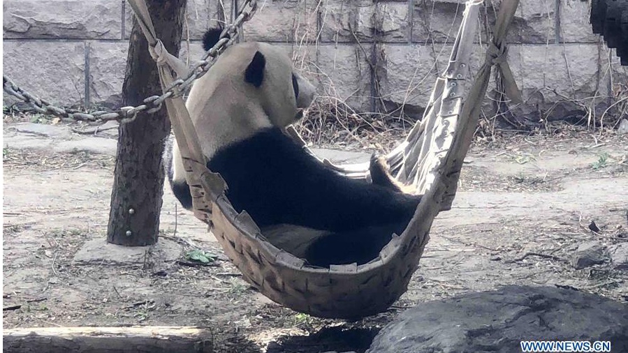 Animals at Beijing Zoo