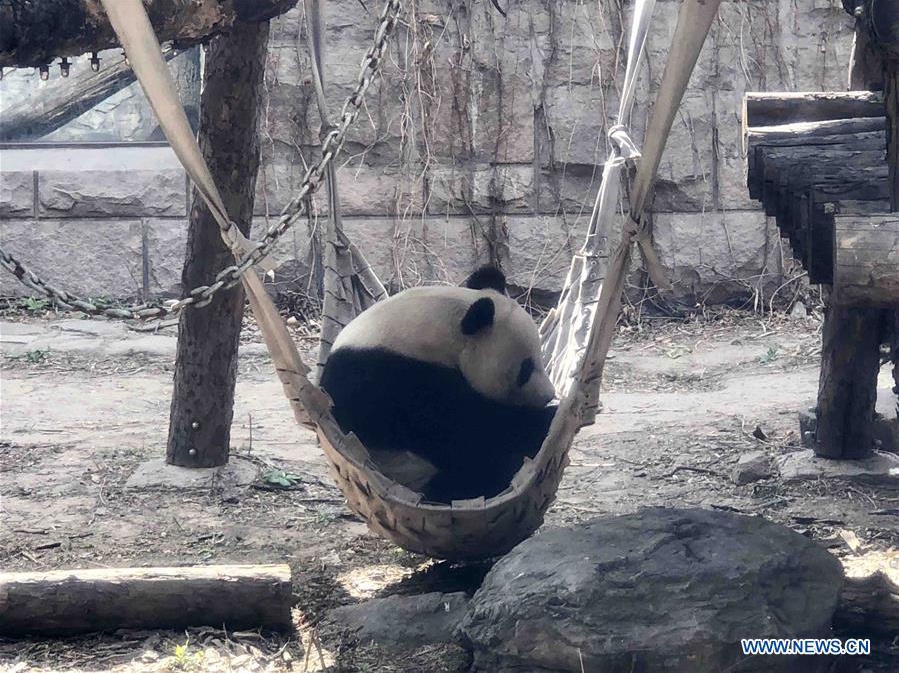 Animals at Beijing Zoo