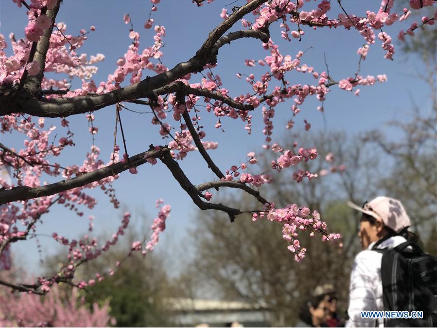 People enjoy spring in Beijing