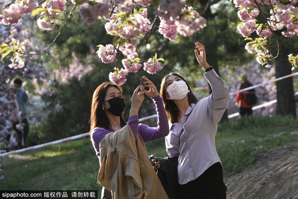 The best place to enjoy cherry trees in Beijing, with a long history of ...