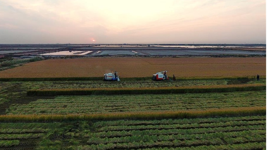 Rice enters harvest season in Tangshan, China' s Hebei