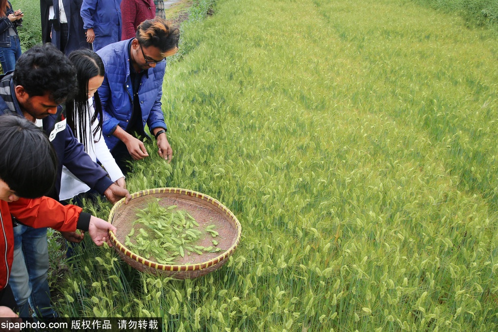 Spring tour in Beijing, find spring in delicious food - Green Rice Ball ...