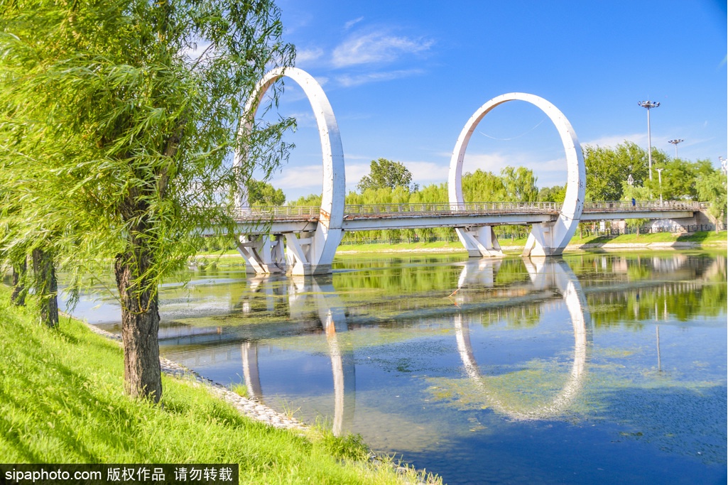 Beautiful lotus again, Shunyi District in summer is so beautiful!