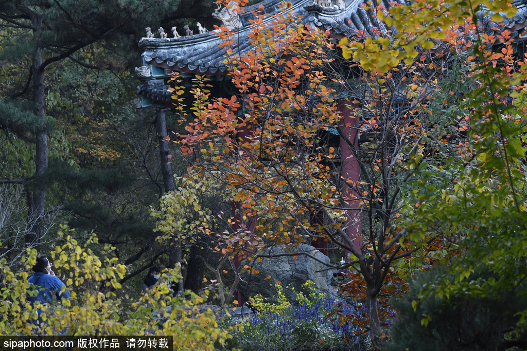 Late autumn in Beijing Fragrant Hills Park