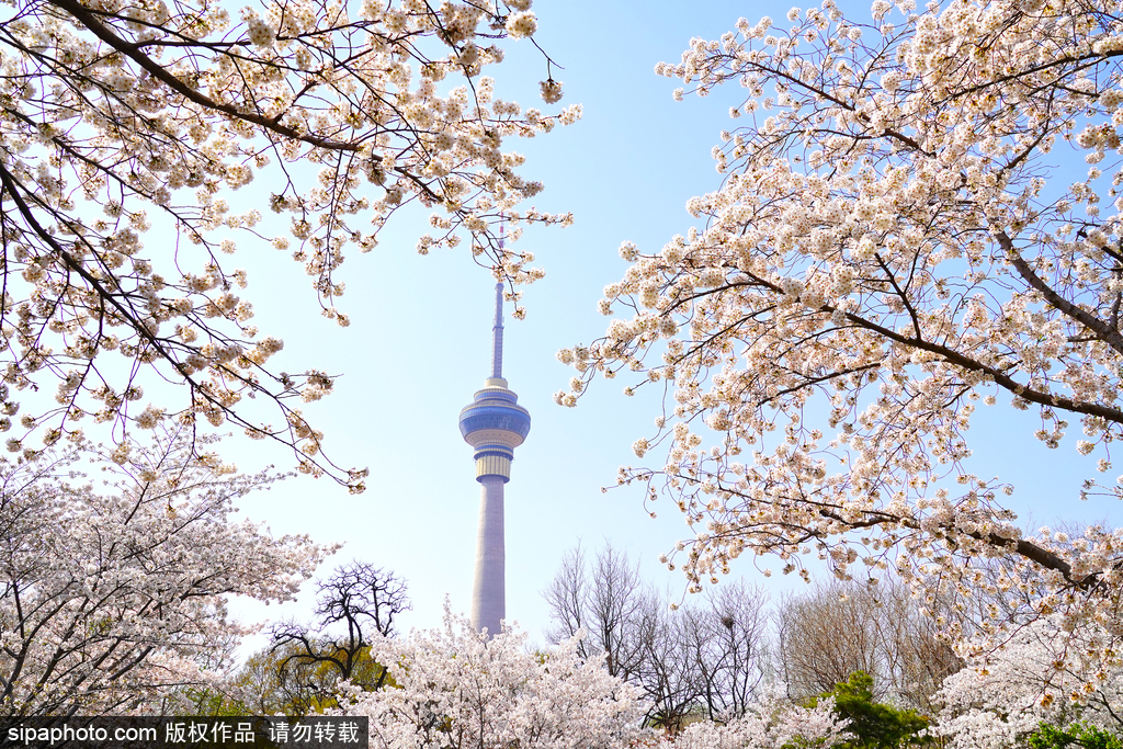Spring in Beijing: Admire Blooming Flowers and Explore Architectural ...