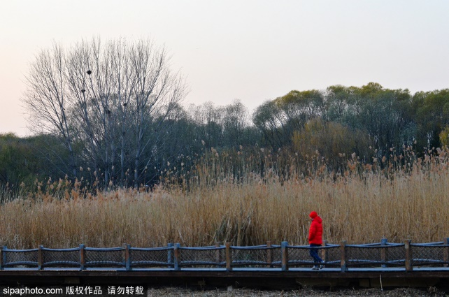 Explore the three major birdwatching parks in downtown Beijing for ...