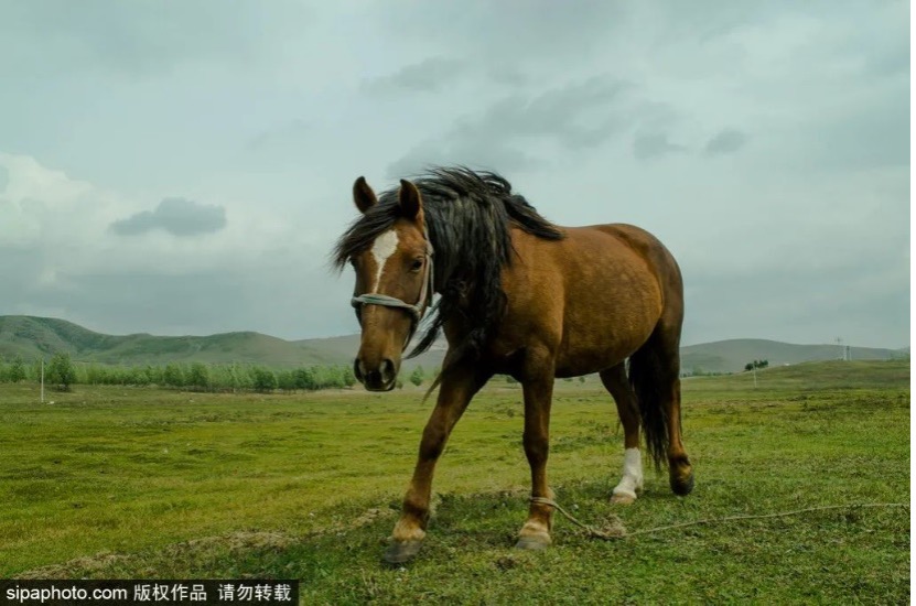 A great place to escape the summer heat | Yudaokou Grassland Forest ...