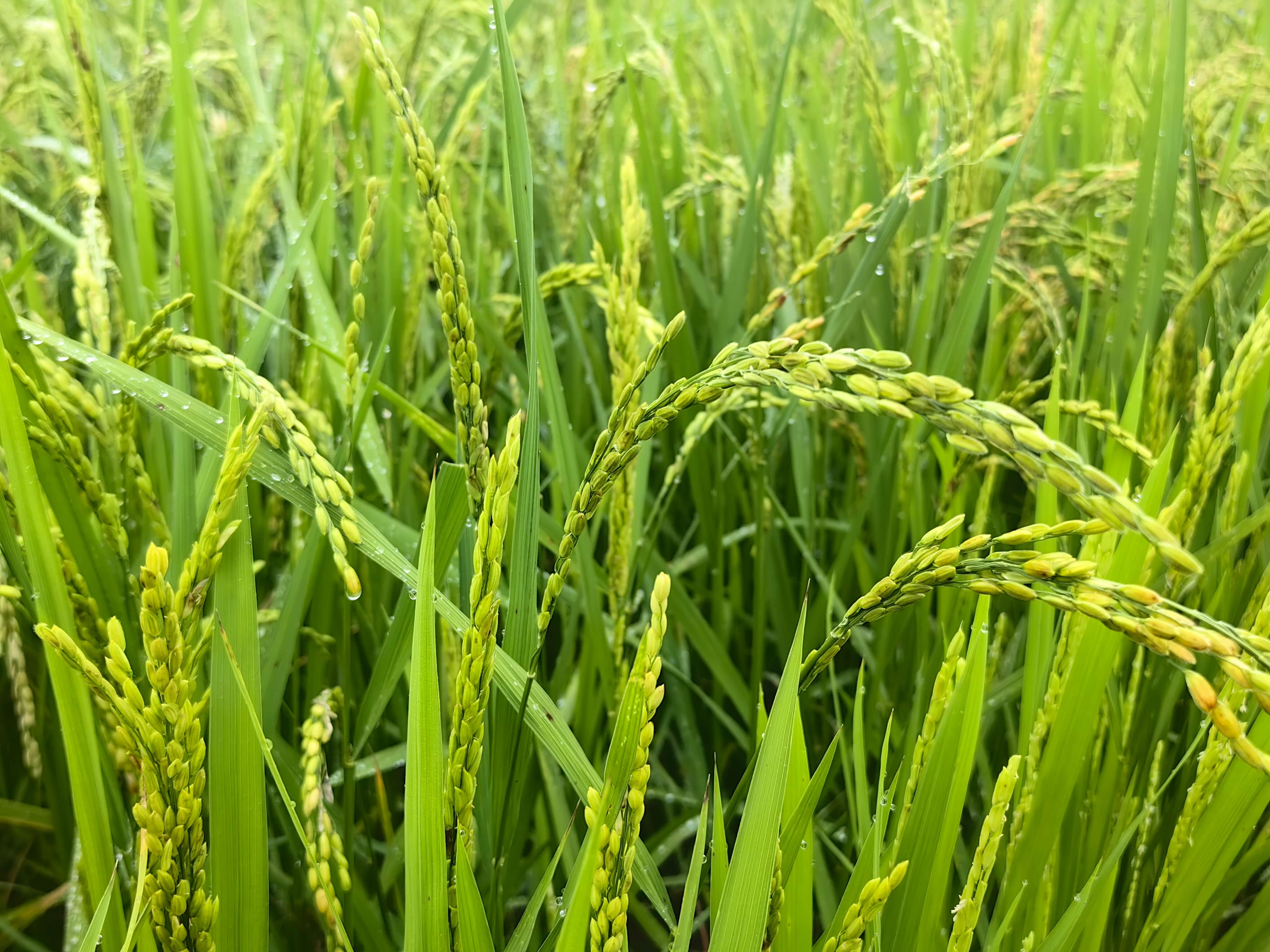 Free! Autumn Limited, These Rice Fields in the Capital are Poetic and ...