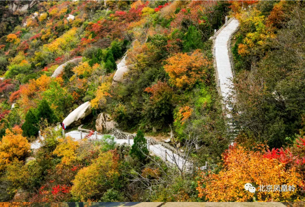 For enjoying the autumn foliage and flower sea, head to this mountain ...
