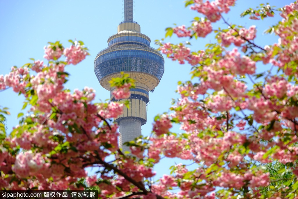 Beijing Yuyuantan Park, Thousands of Late Cherry Blossoms into the Best ...