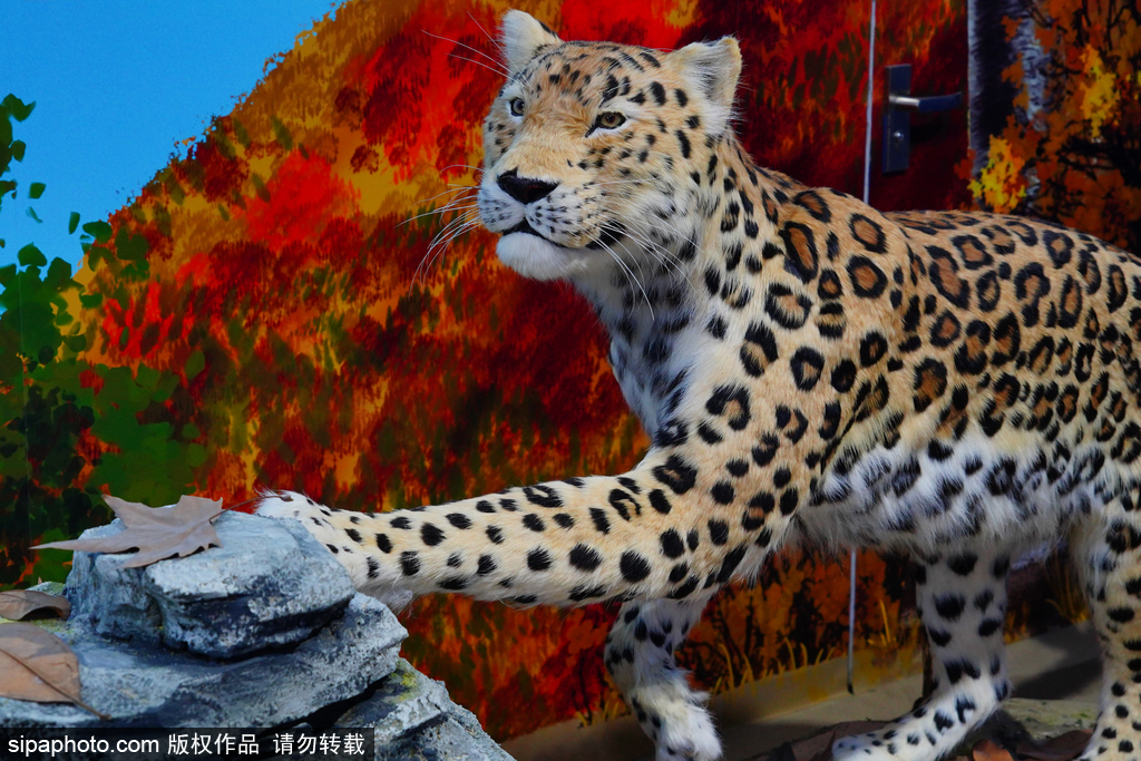 Bringing the Leopard Home 8th Anniversary Special Exhibition opens at ...