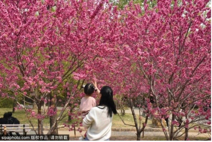 Climb High and Watch the Sea of Flowers | The Fragrant Hill