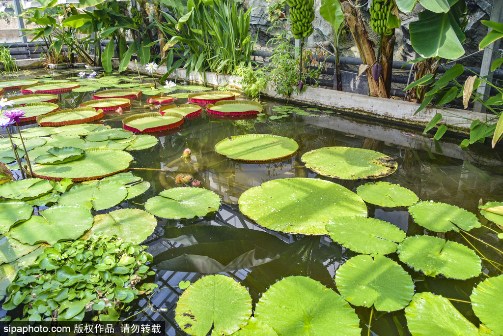 China National Botanical Garden is upgraded with Chinese characteristics