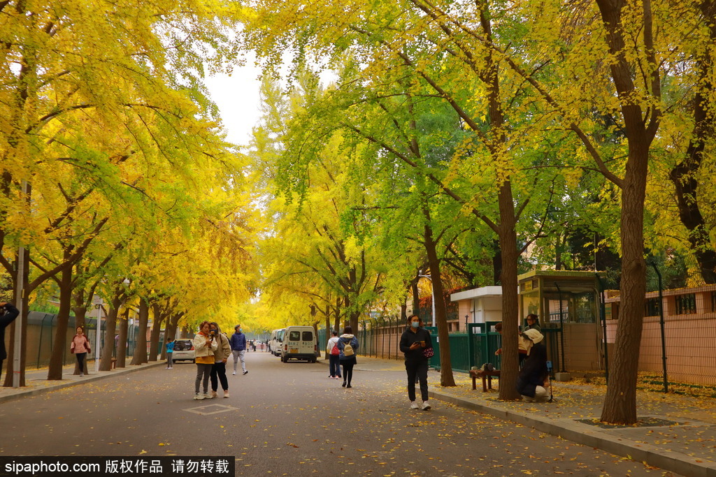 Ginkgo trees in Beijing enter peak viewing period