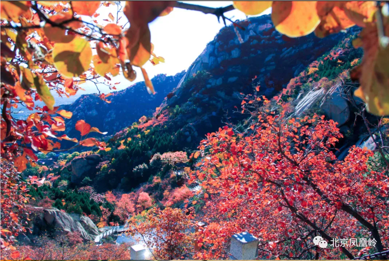 For enjoying the autumn foliage and flower sea, head to this mountain ...