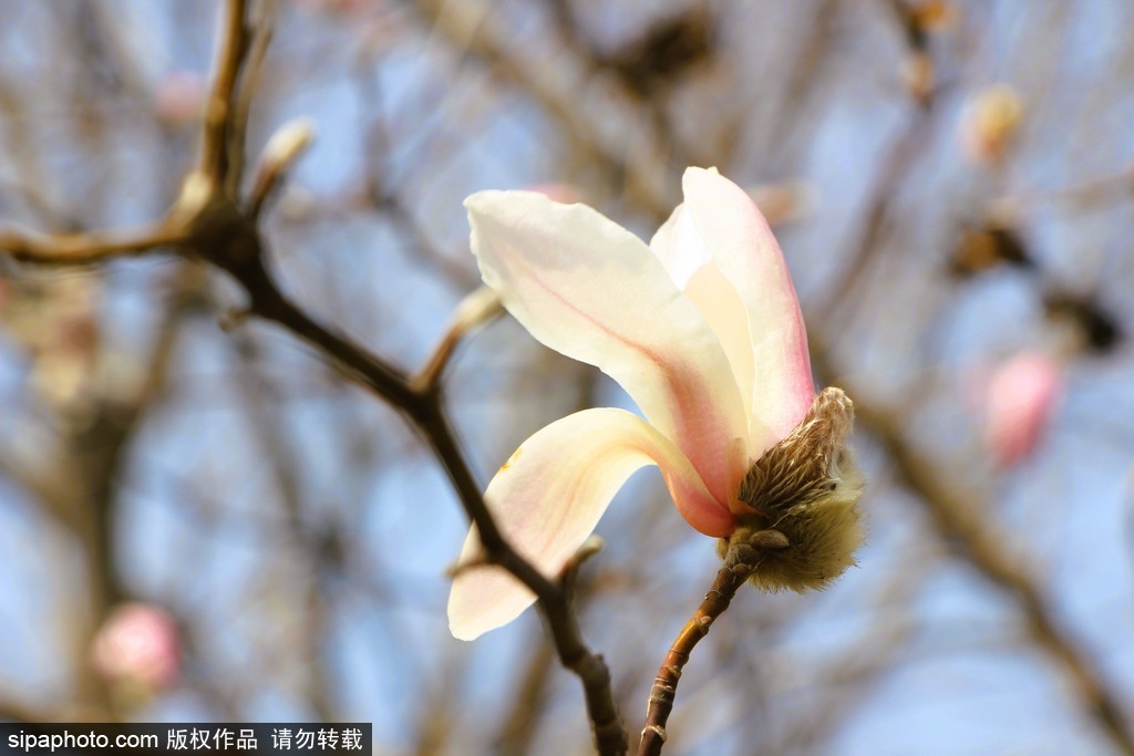 24 Solar Terms: 6 things you must know about Rain Water