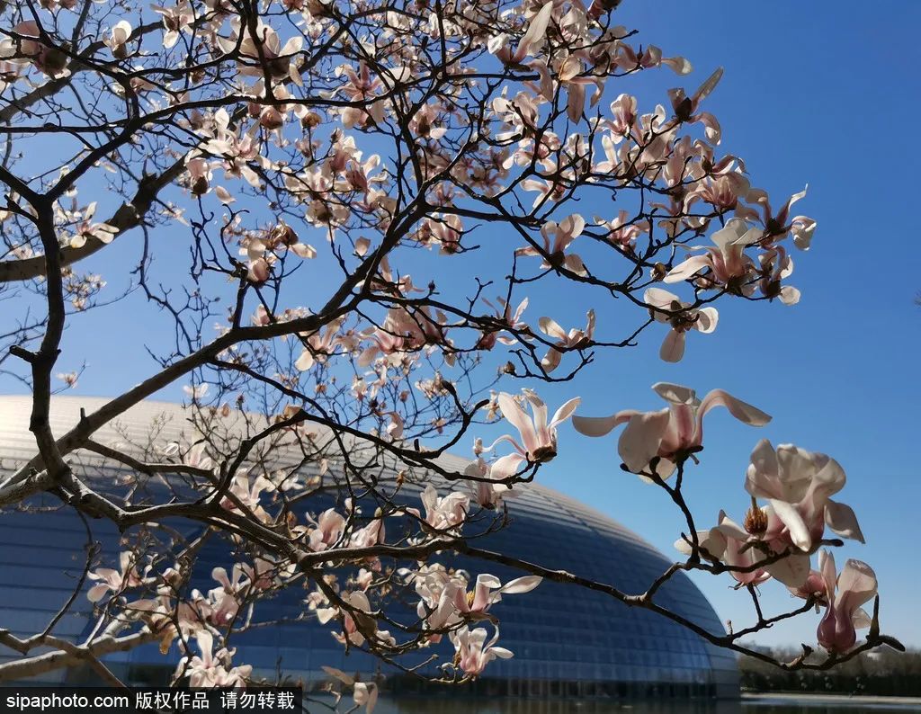 Spring Rituals in Beijing | Kite Flying in the Sun Park and Listen to ...