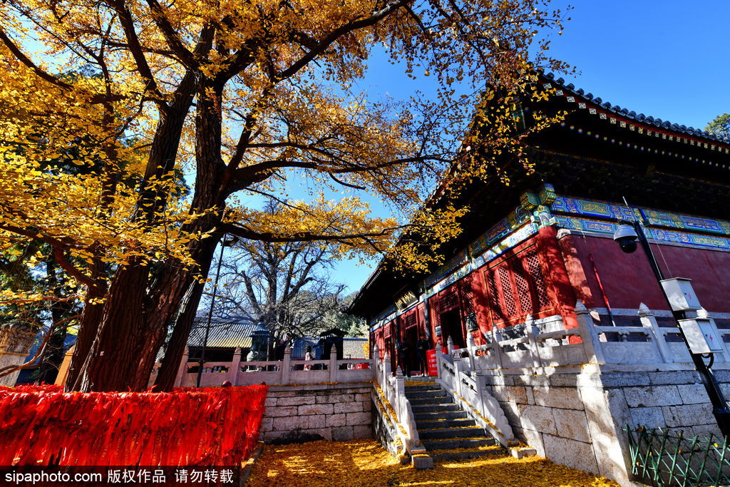 Enjoy the autumn scenery of Hongluo Temple which is full of Zen in the ...