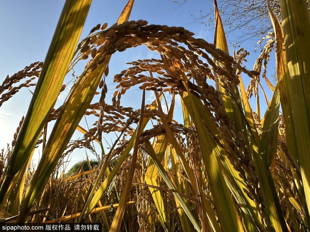 Jingxi rice matures in the Beiwu Park
