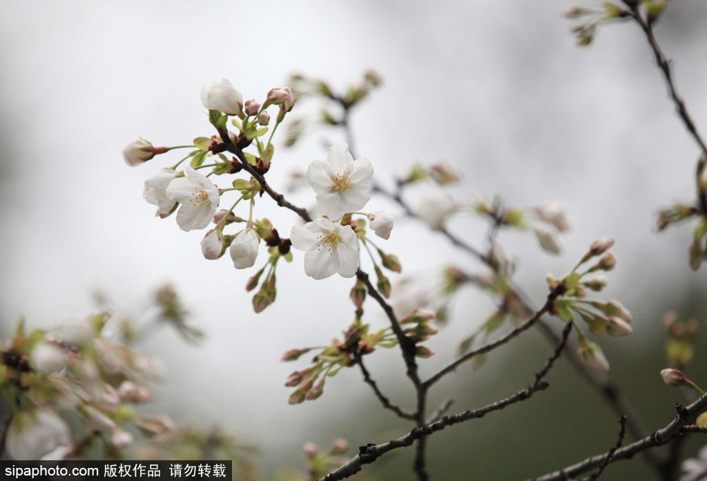 24 Solar Terms: 6 things you must know about Awakening of Insects