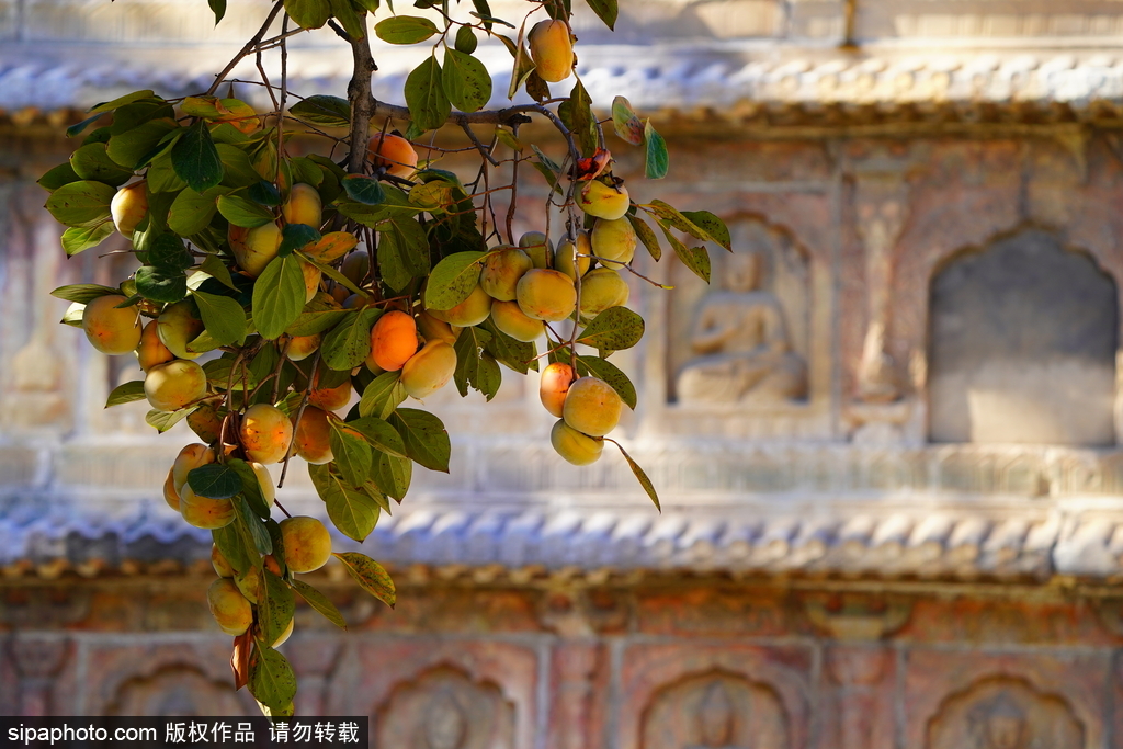 Persimmon trees at Five-Pagoda Temple laden with fruits