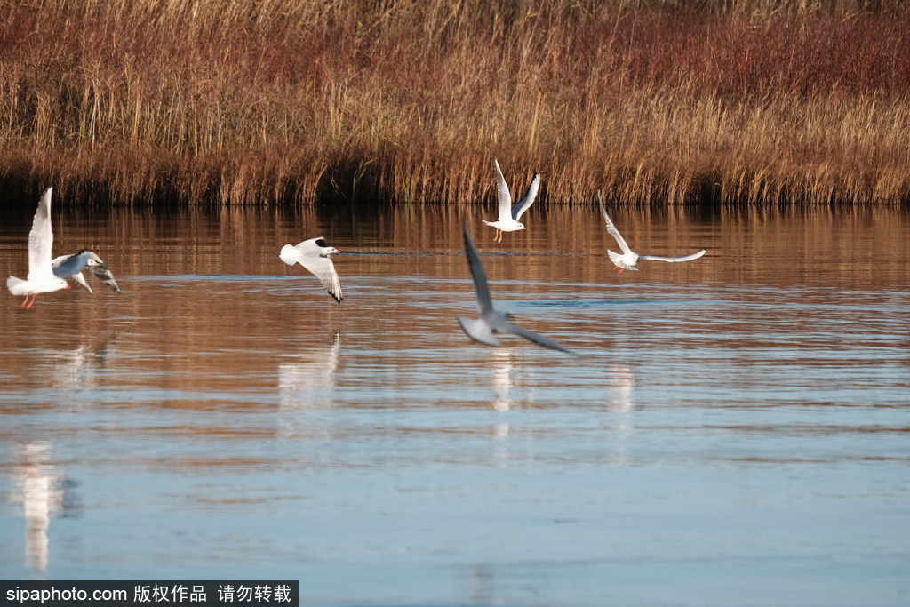 A large number of mallards visited Yaye Lake for the first time
