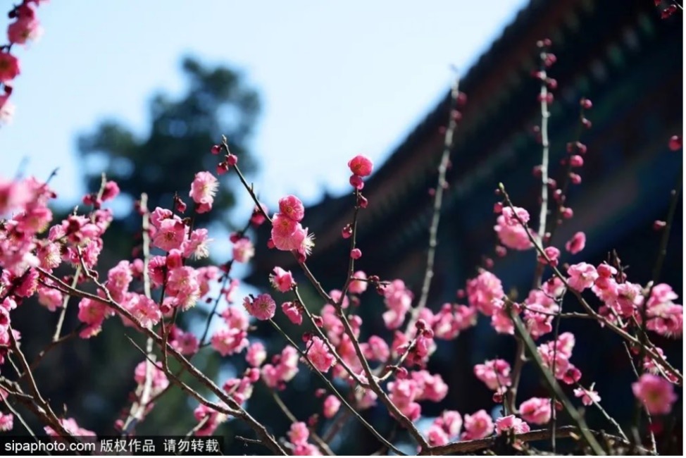 Climb High and Watch the Sea of Flowers | The Fragrant Hill