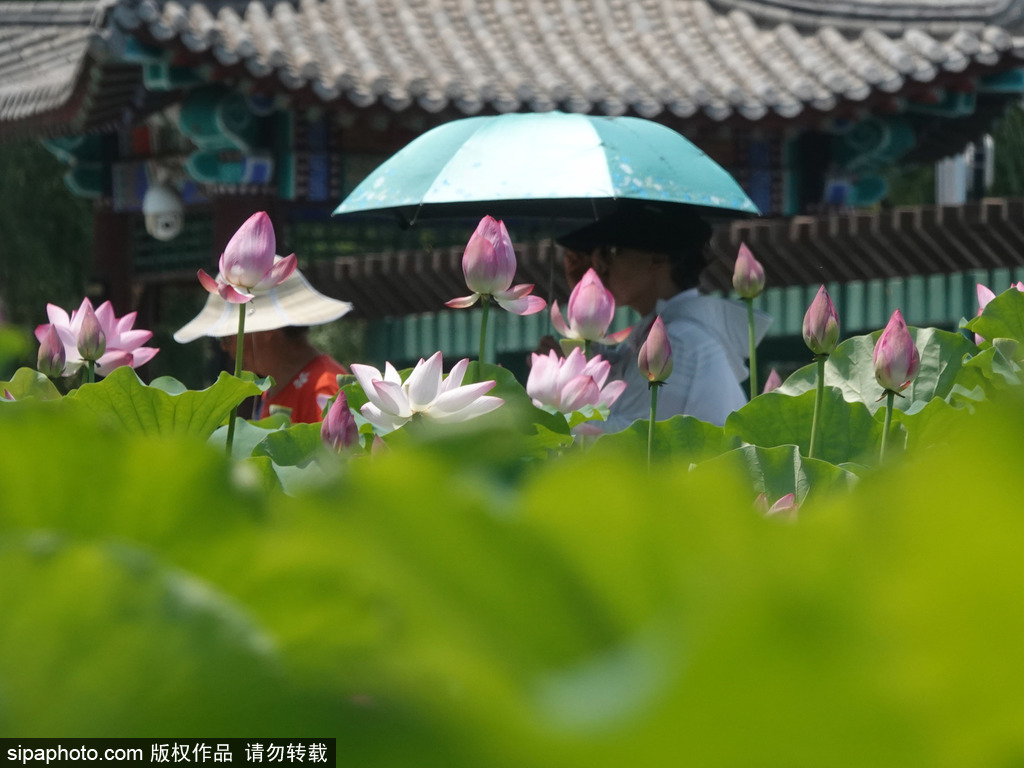 Scorching 36℃! Yellow high temperature alert issued, marking Beijing's ...