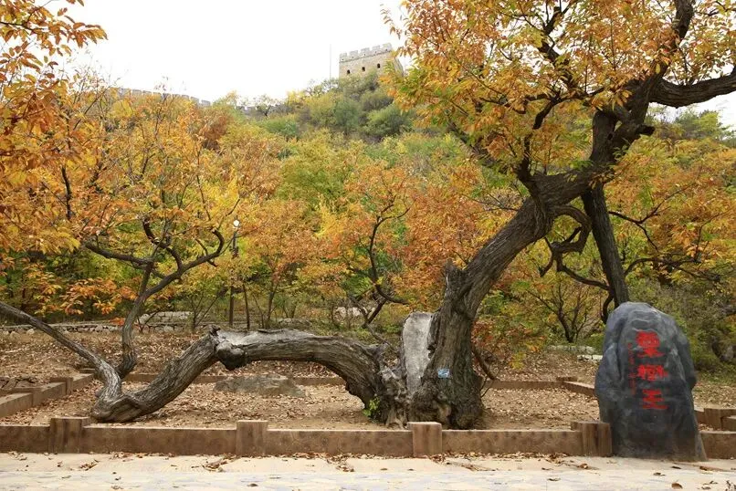 Beijing's Golden Autumn Vibe, Double the Festival Joy | Golden autumn ...