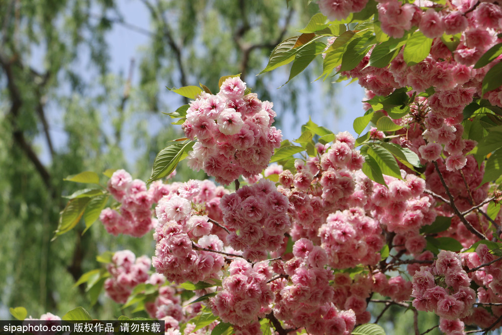 Beijing Yuyuantan Park, Thousands of Late Cherry Blossoms into the Best ...