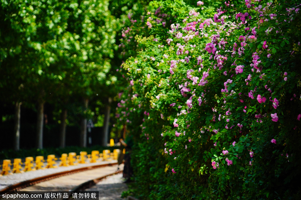 Qingfeng Park in Beijing