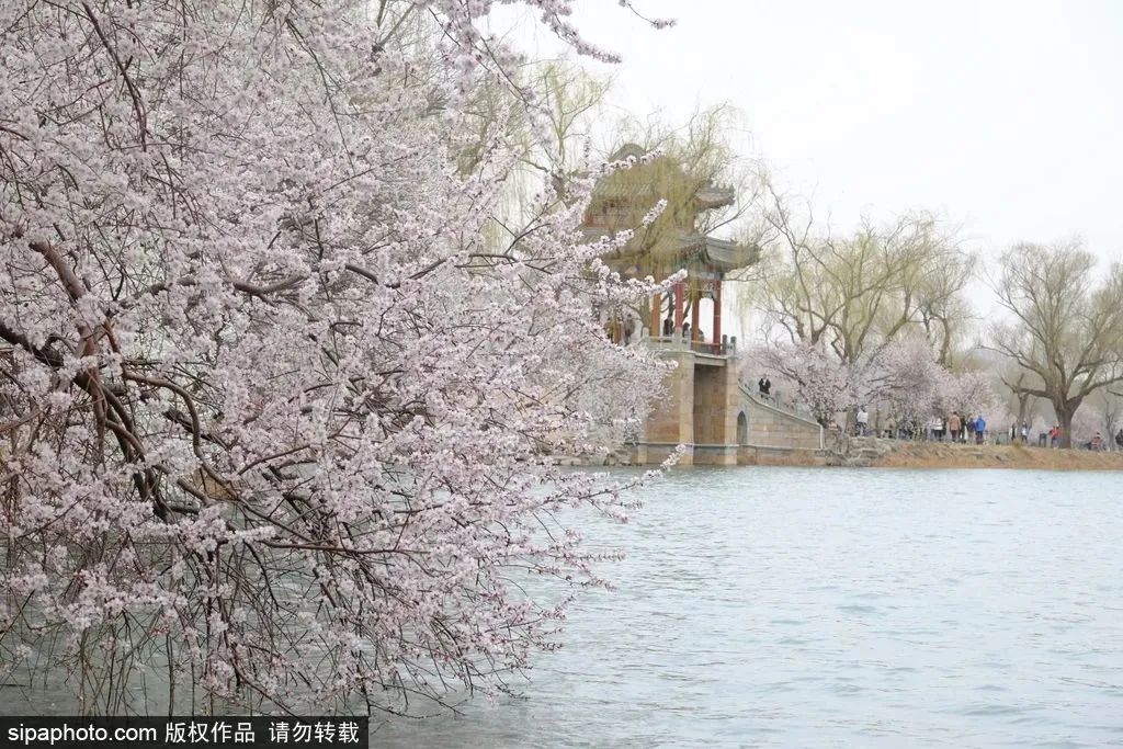 Spring Flowers in Beijing | Peach Blossom in Summer Palace, Beihai Park ...