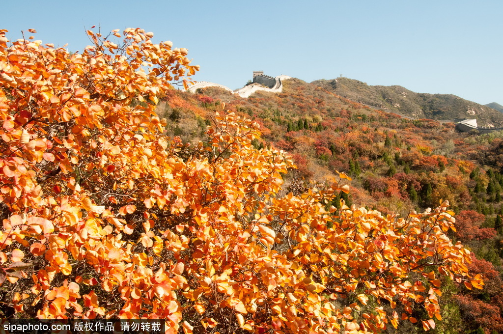 17th Red Leaf Ecological and Cultural Festival of Badaling National ...
